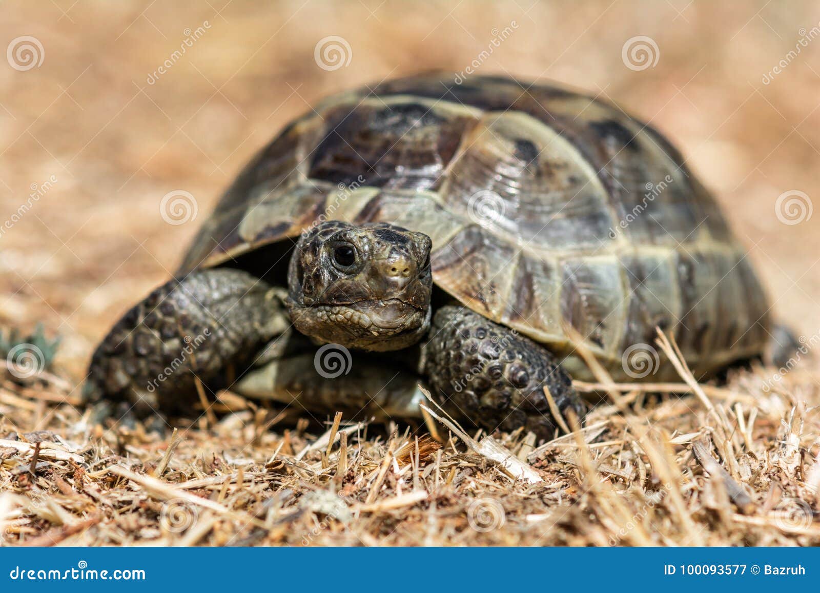Land tortoise stock image. Image of natural, food, mediterranean ...