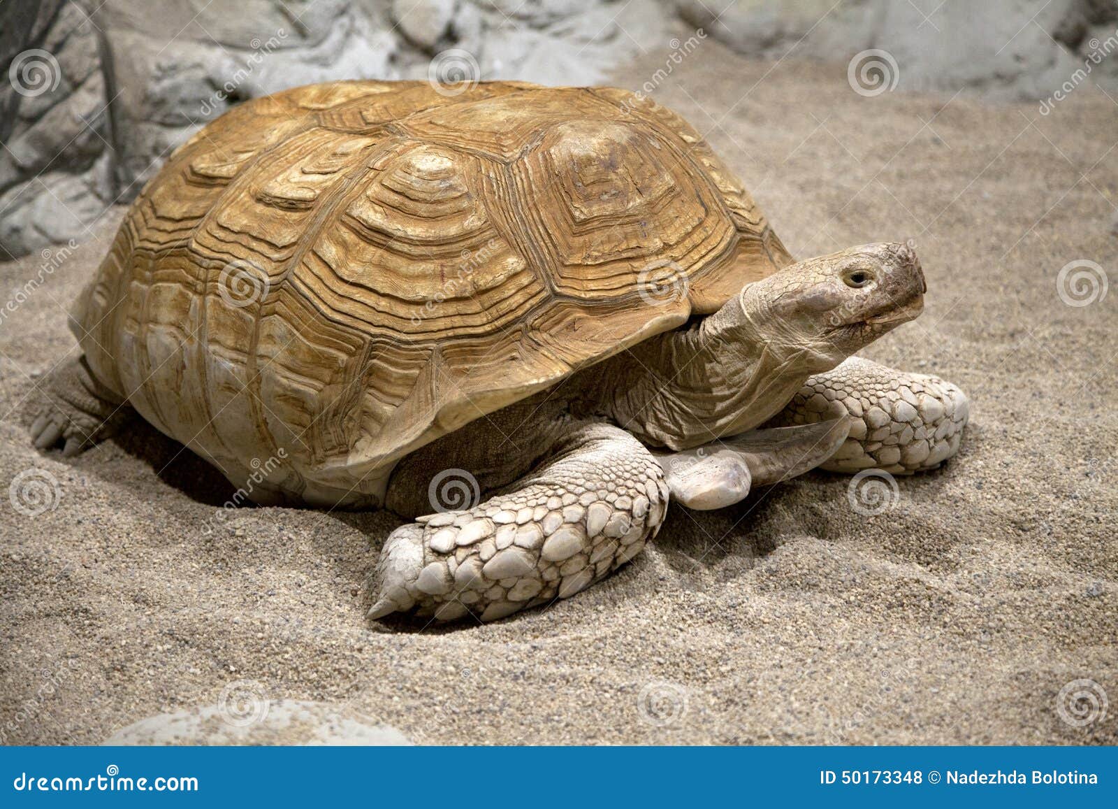 Land tortoise stock photo. Image of outdoors, animal - 50173348
