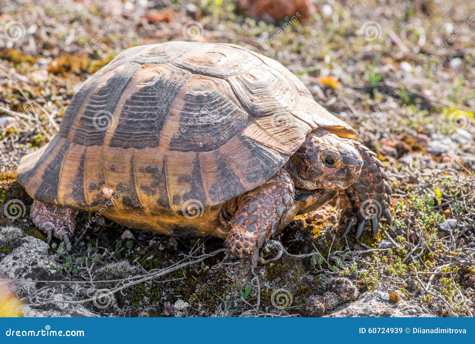 Land Tortoise - Testudo Graeca Stock Image - Image of slow, wildlife ...