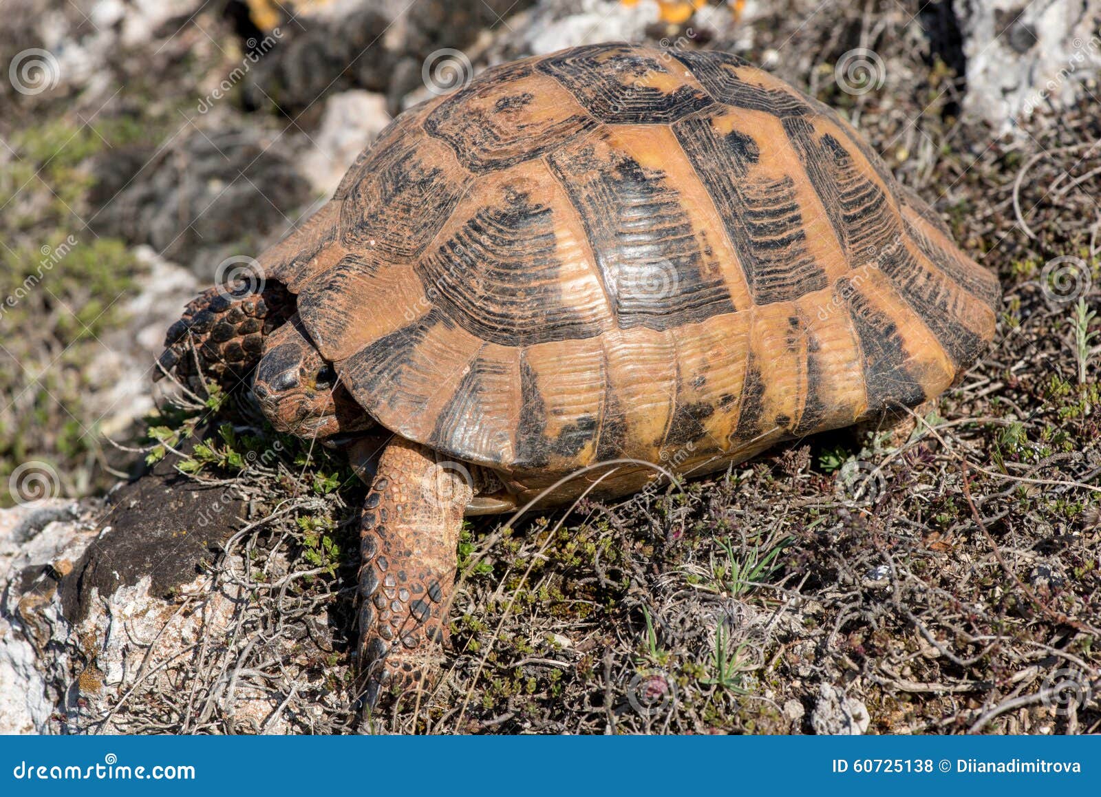 Land Tortoise - Testudo Graeca Stock Photo - Image of wildlife, species ...