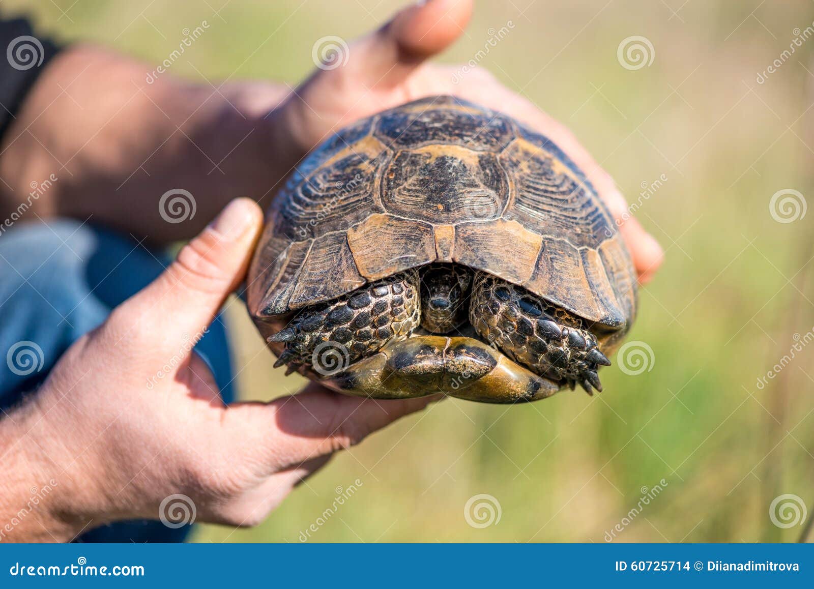 Land Tortoise - Testudo Graeca Stock Photo - Image of shell ...