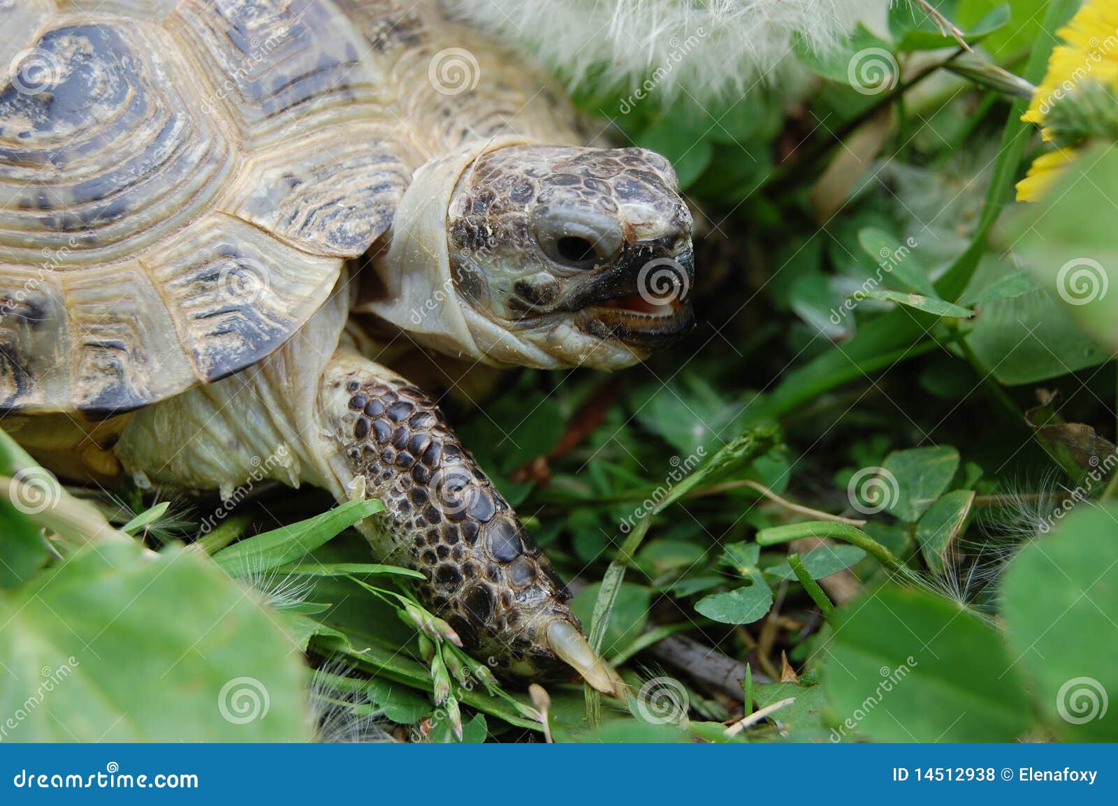 The land turtle stock photo. Image of shell, reptile - 14512938
