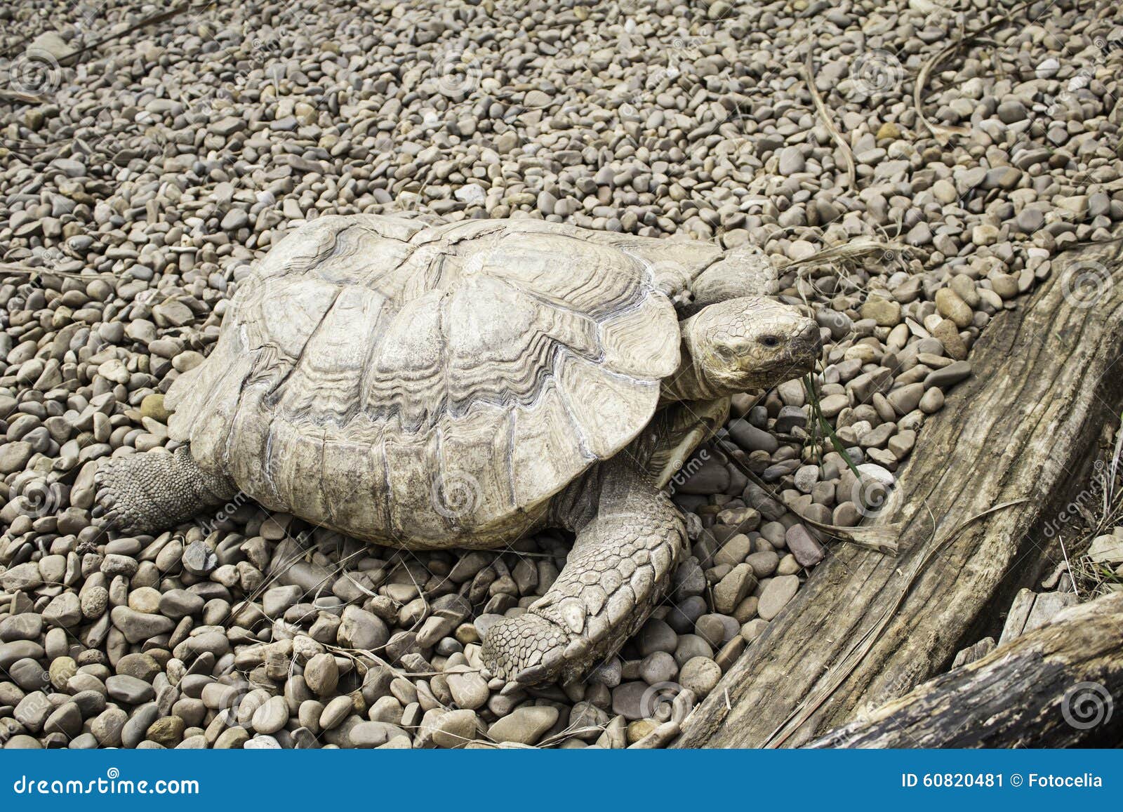 Land turtle stock image. Image of exterior, exotic, natural - 60820481