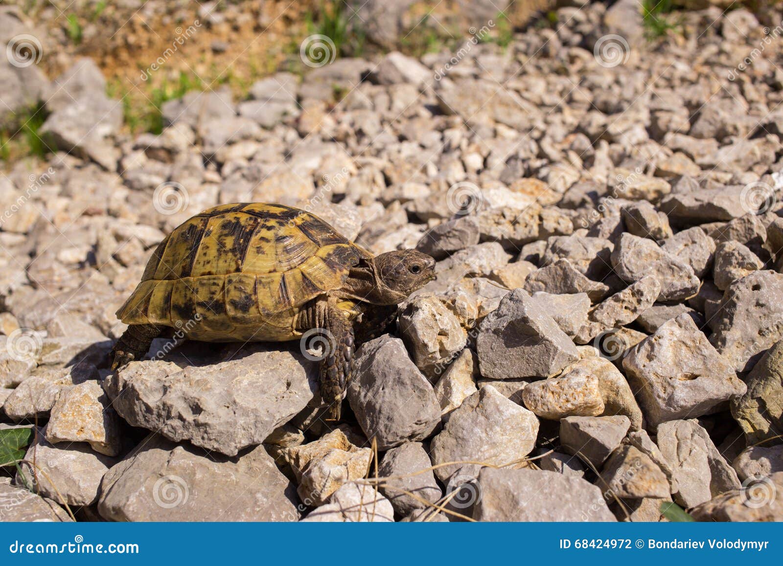 Land turtle. stock photo. Image of wild, sunbathing, shell - 68424972