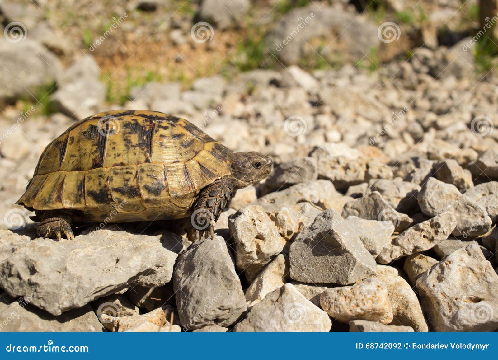 Land turtle. stock photo. Image of large, sunbathing - 68742092