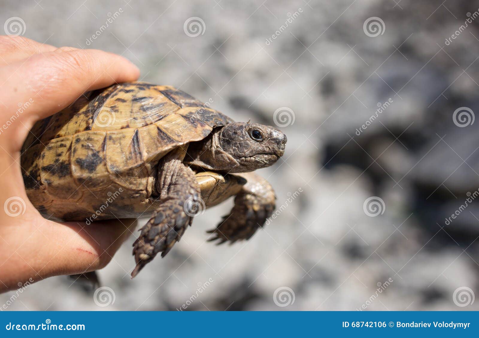 Land turtle. stock photo. Image of snake, land, nature - 68742106