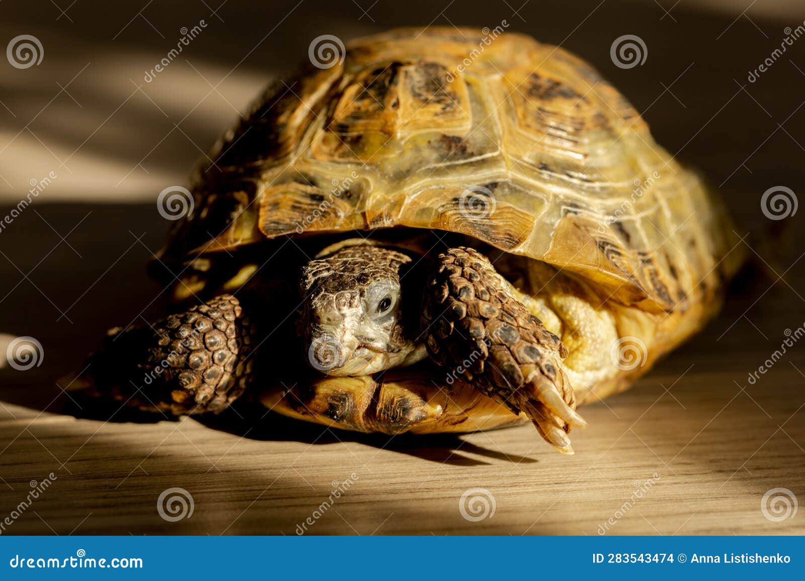 Land Turtle Crawls on the Floor in a Room Stock Photo - Image of house ...
