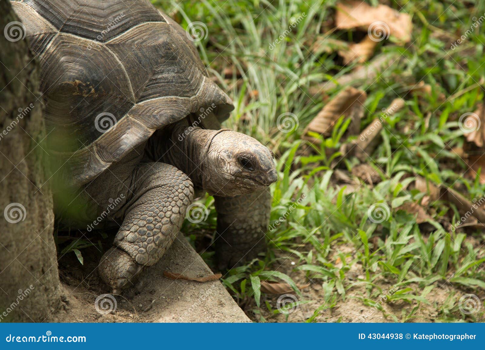 Land turtle. stock photo. Image of portrait, herpetology - 43044938