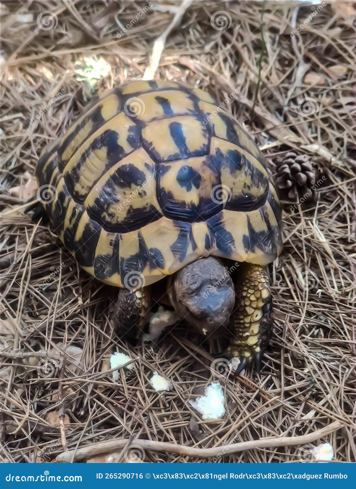 Land Turtle in Forest Eating Stock Photo - Image of serpent, tortoise ...