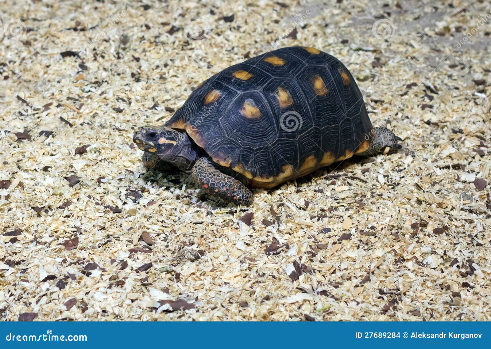 Land turtle on the ground stock photo. Image of cute - 27689284