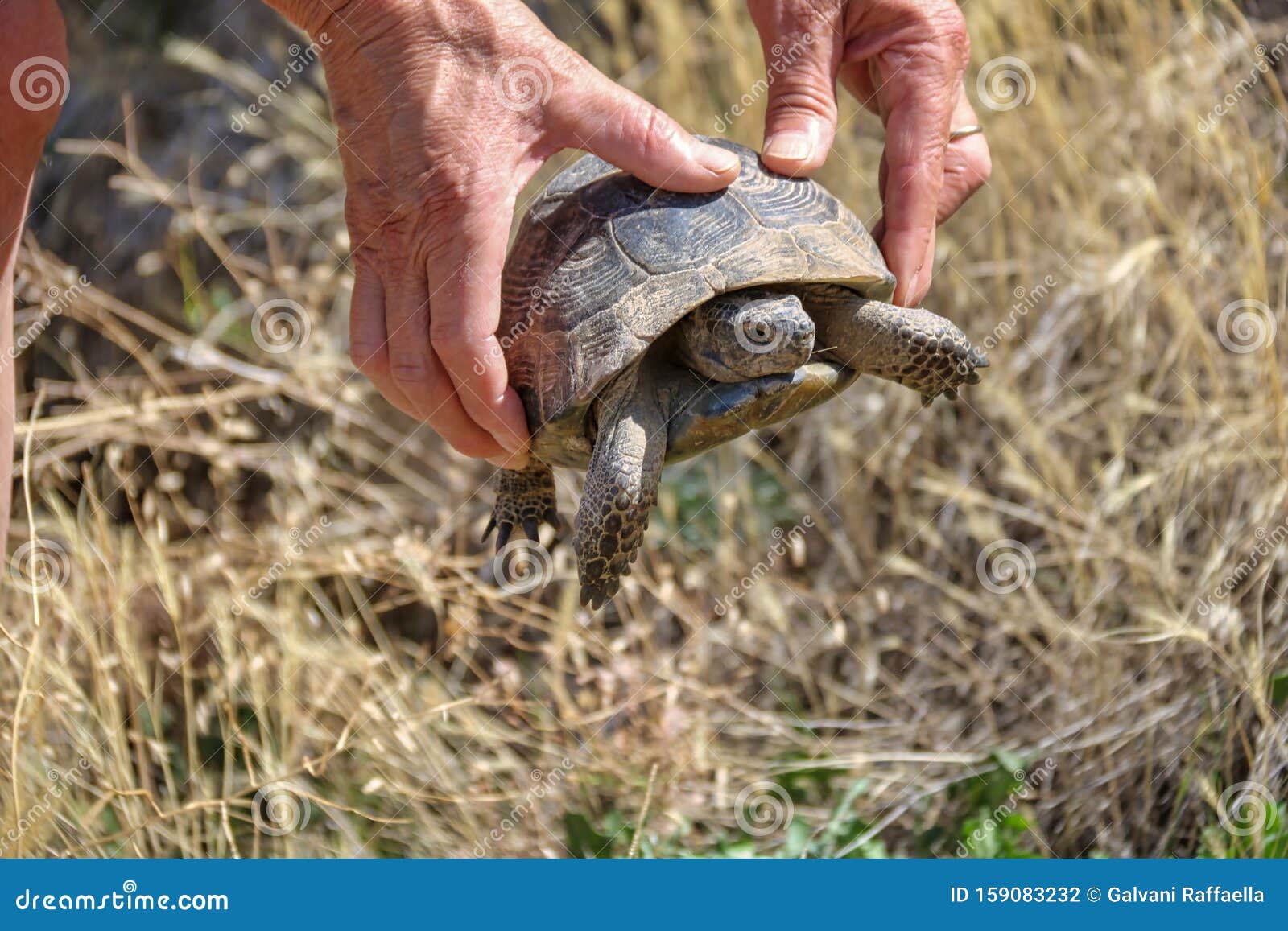 Land Turtle in the Hands of a Man Stock Photo - Image of grass, brown ...