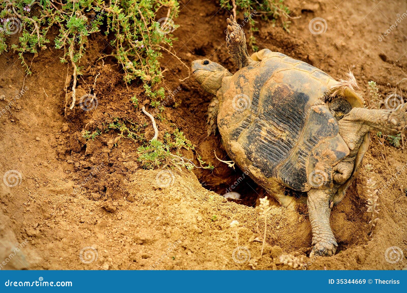 Land turtle laying eggs stock image. Image of reptiles - 35344669