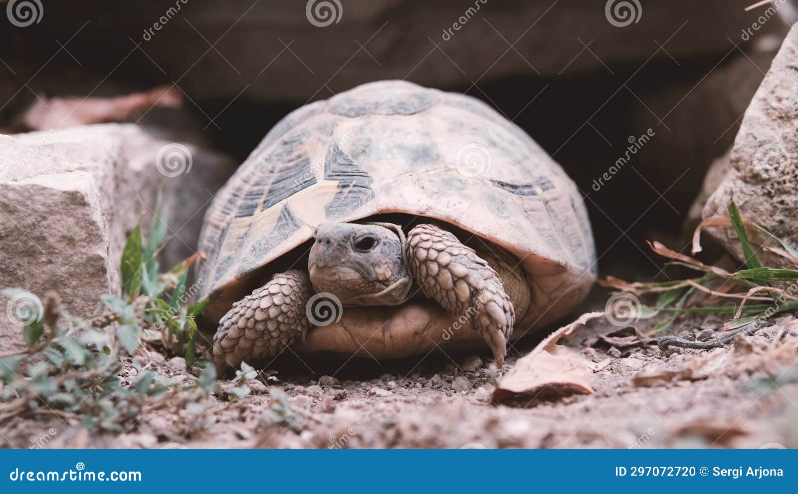 Land Turtle Leaving Its House Looking Ahead Stock Footage - Video of ...