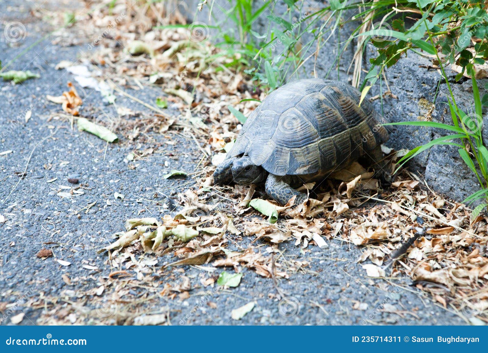Land turtle in the park stock image. Image of outdoor - 235714311