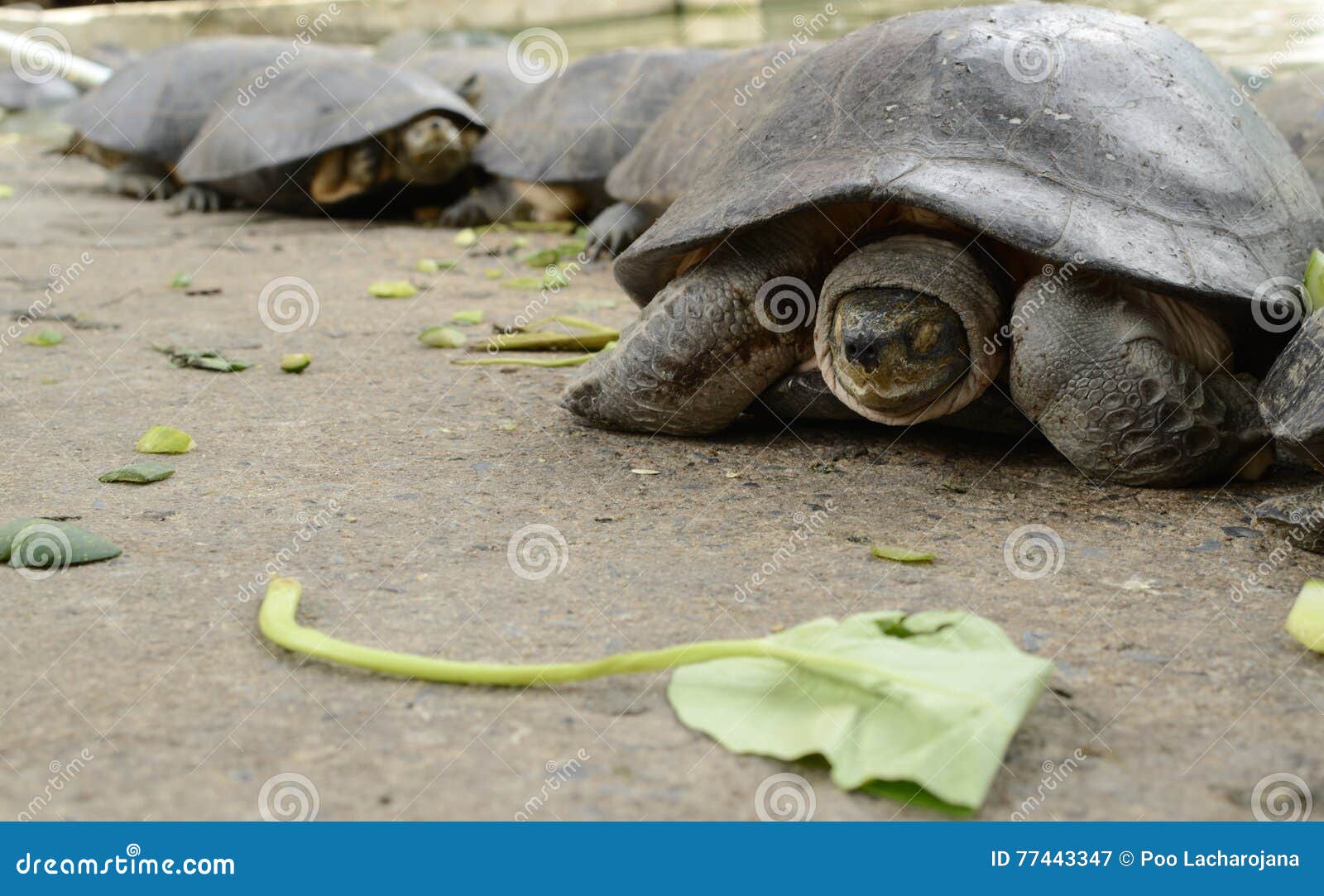 Land turtle, tortoise stock image. Image of slow, nature - 77443347
