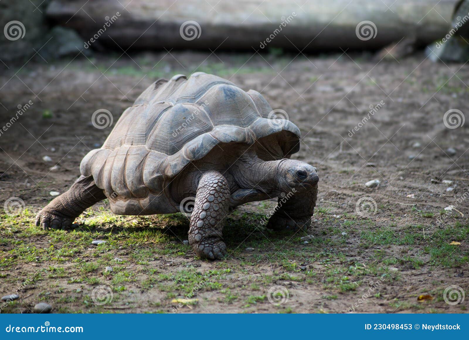 Land Turtle Walking in a Zoological Park Stock Image - Image of exotic ...