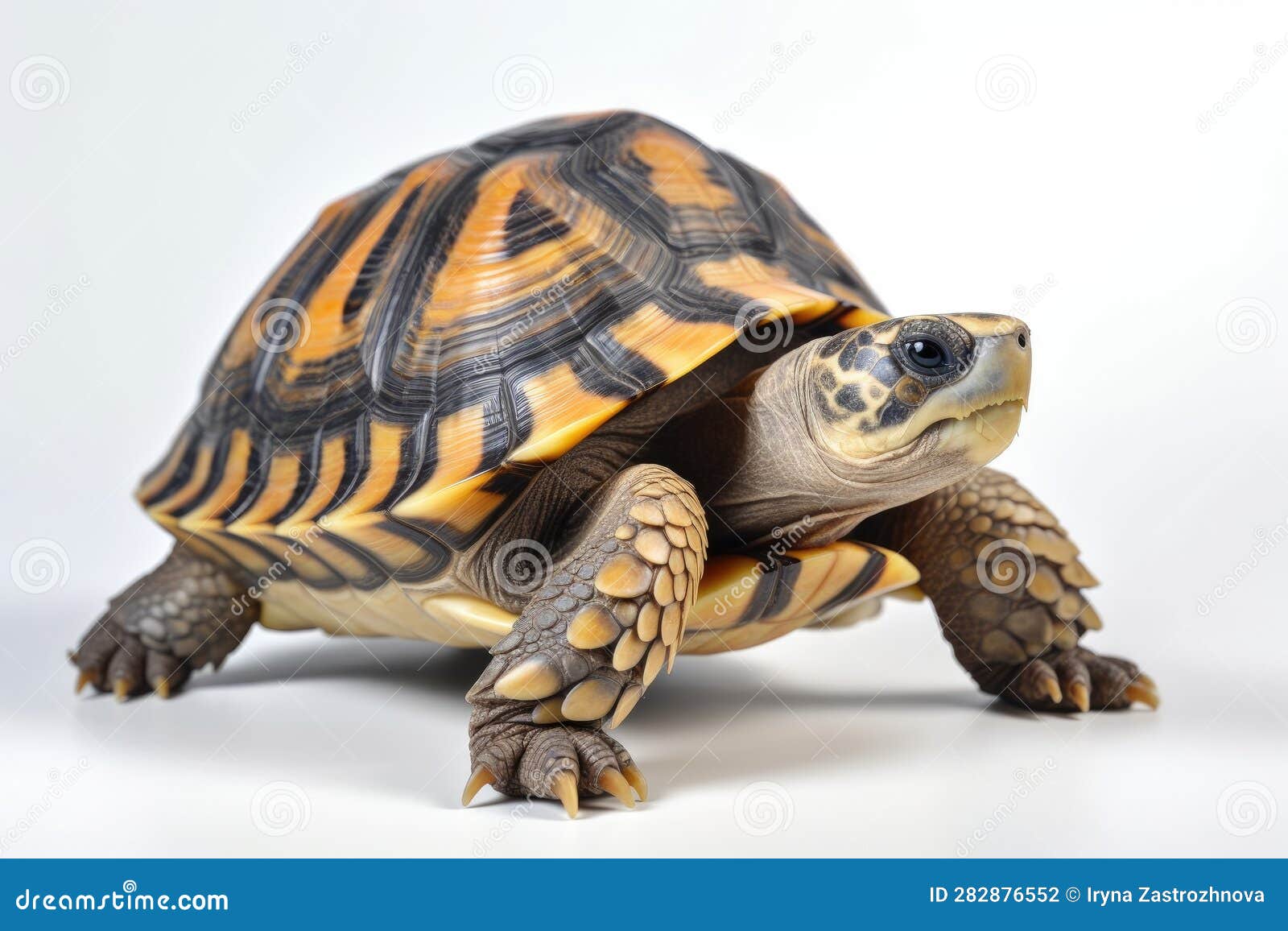 Land Turtle on a White Background Stock Illustration - Illustration of ...