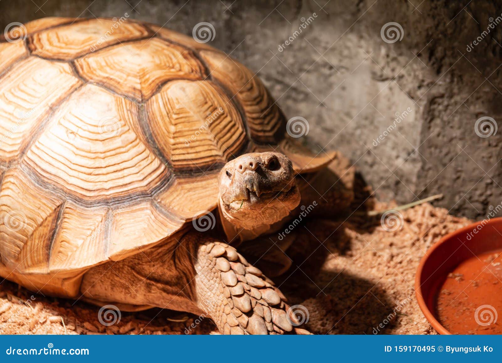 Land turtle stock image. Image of power, brown, reptile - 159170495