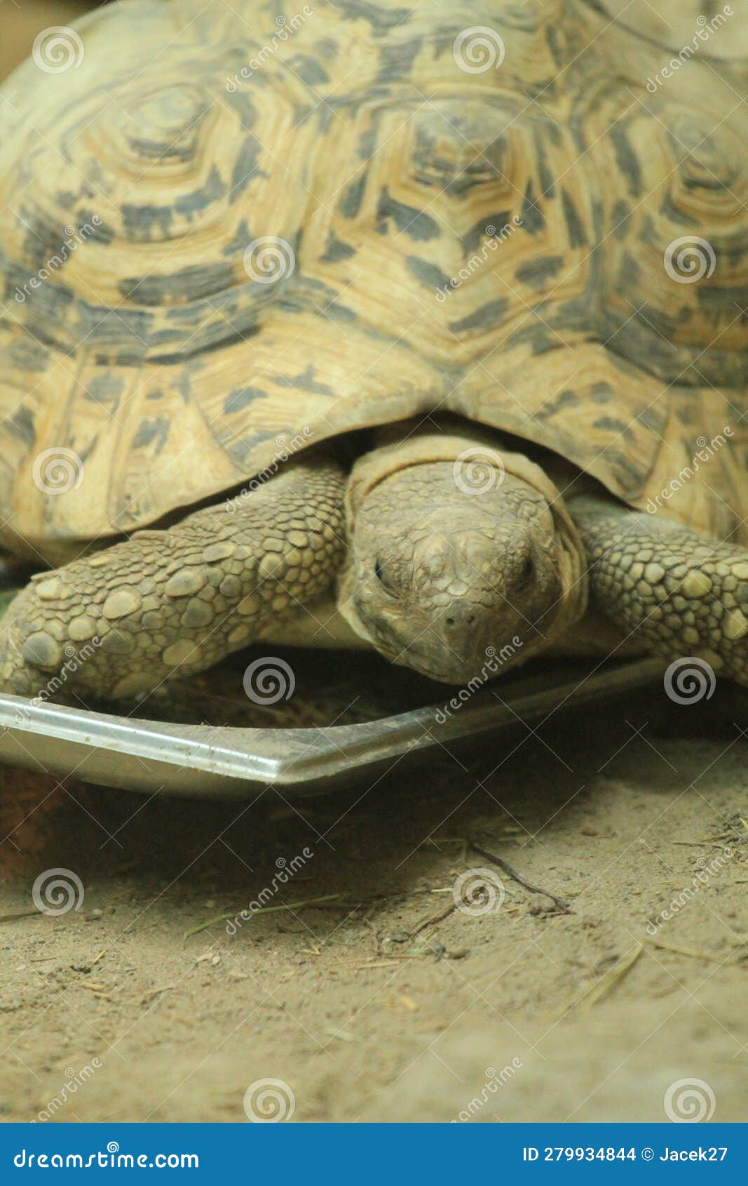 Land turtle in the zoo stock photo. Image of animal - 279934844