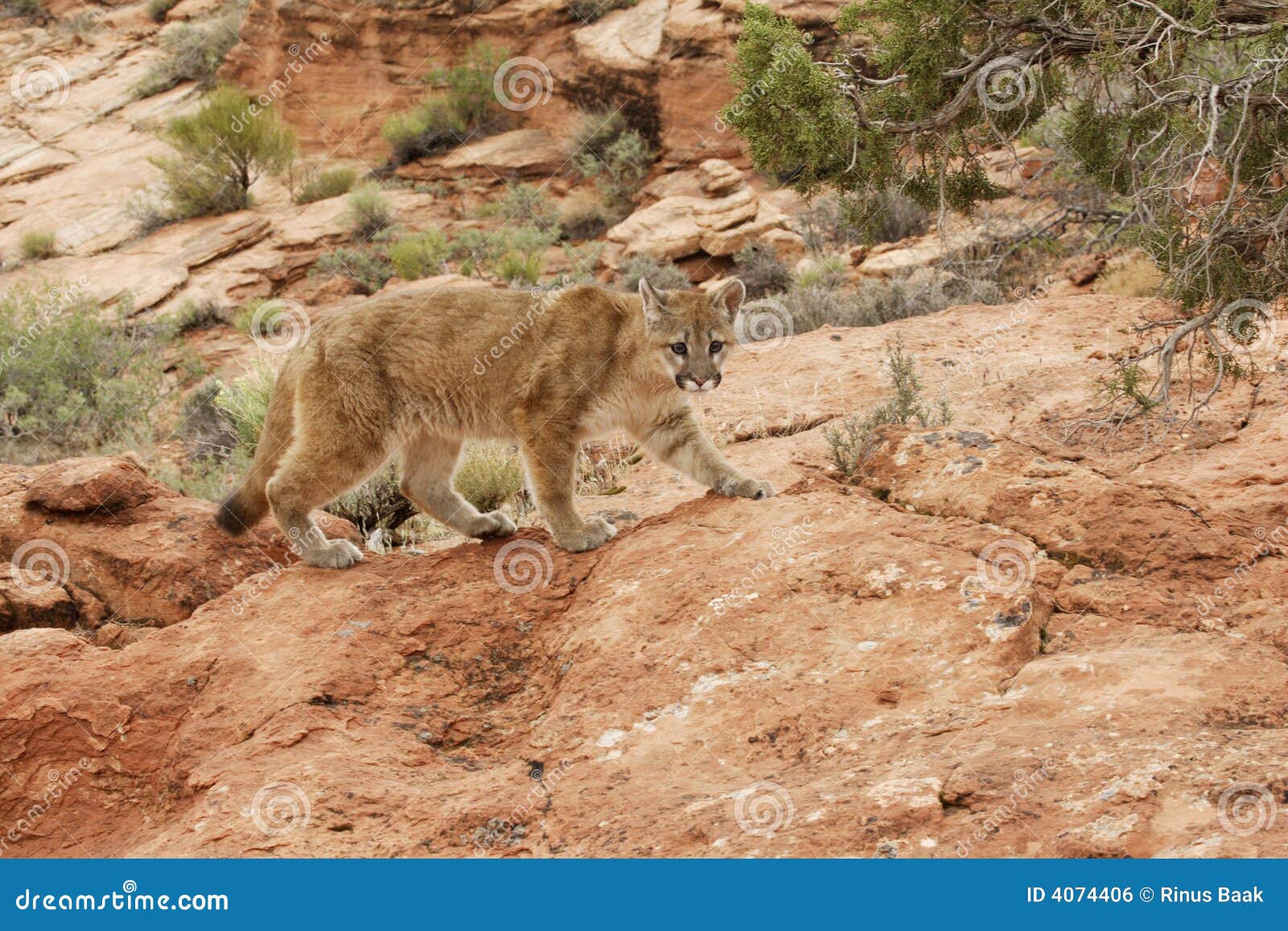 Land Van De Rots Van De Poema Het Rode Stock Foto - Image of jong ...