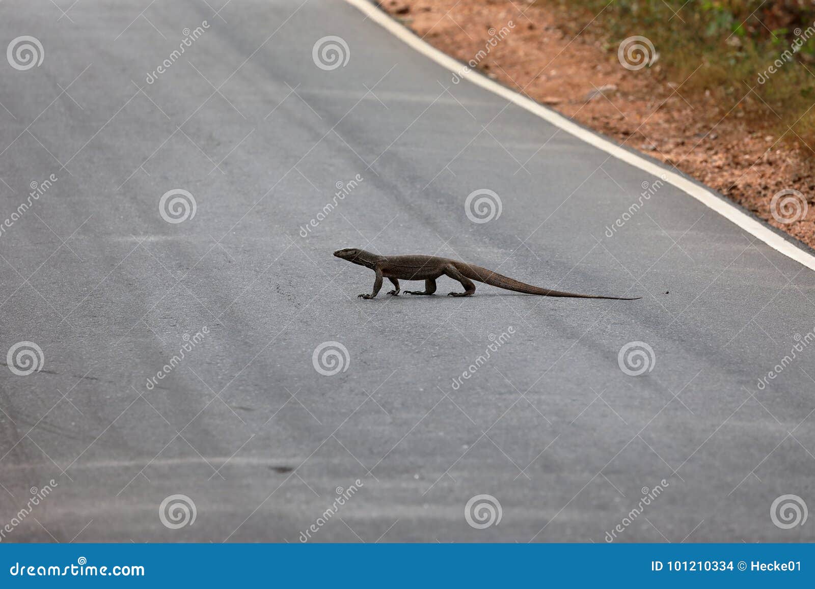 Land Waran Crossing a Road in Sri Lanka Stock Photo - Image of land ...