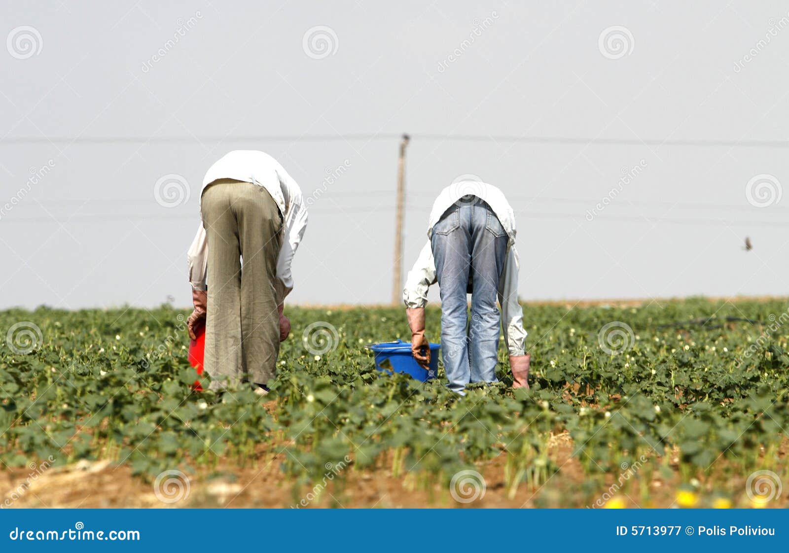 Land workers stock image. Image of healthy, beverages - 5713977