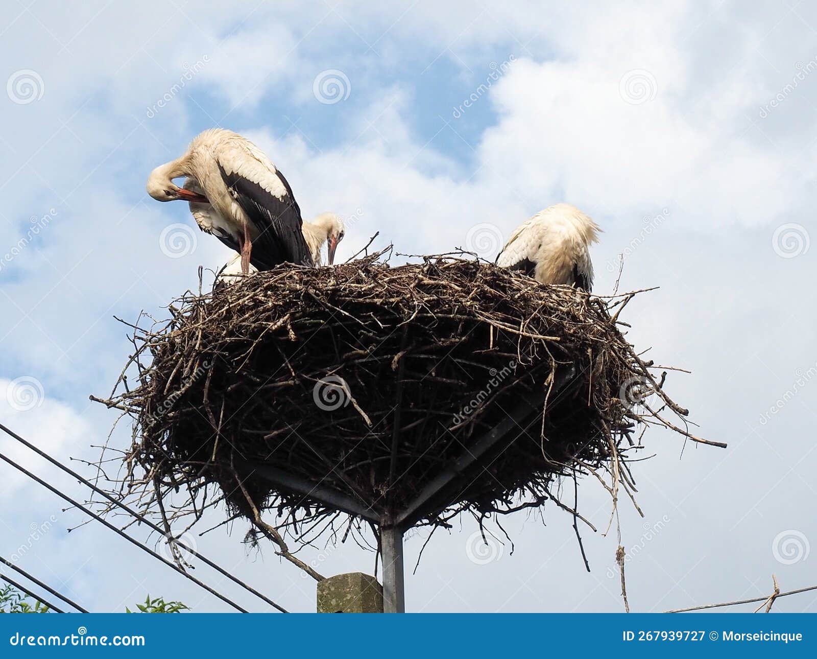 Land for the World`s Largest Concentration of Storks Stock Image ...