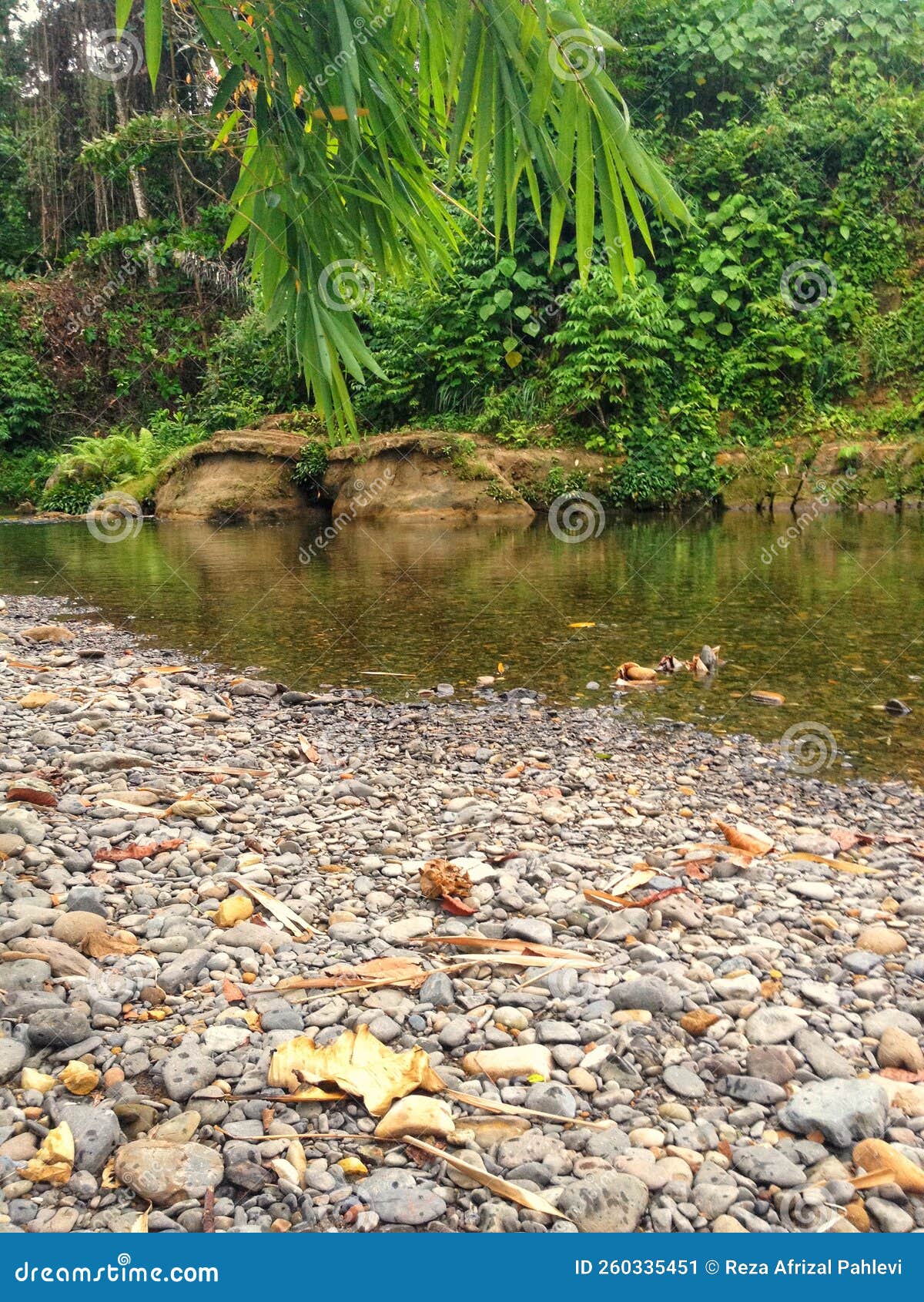 The Landak River View in Langkat Stock Image - Image of woodland ...