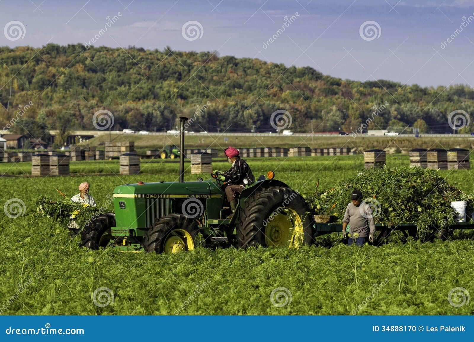 Landarbeiter, Die Karotten Ernten Redaktionelles Bild - Bild von himmel ...