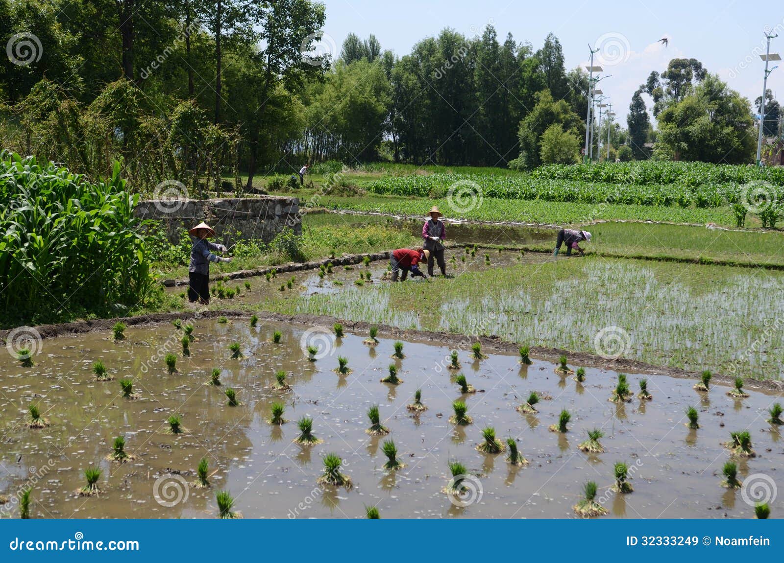 Landbouw in China redactionele stock afbeelding. Image of gebieden ...