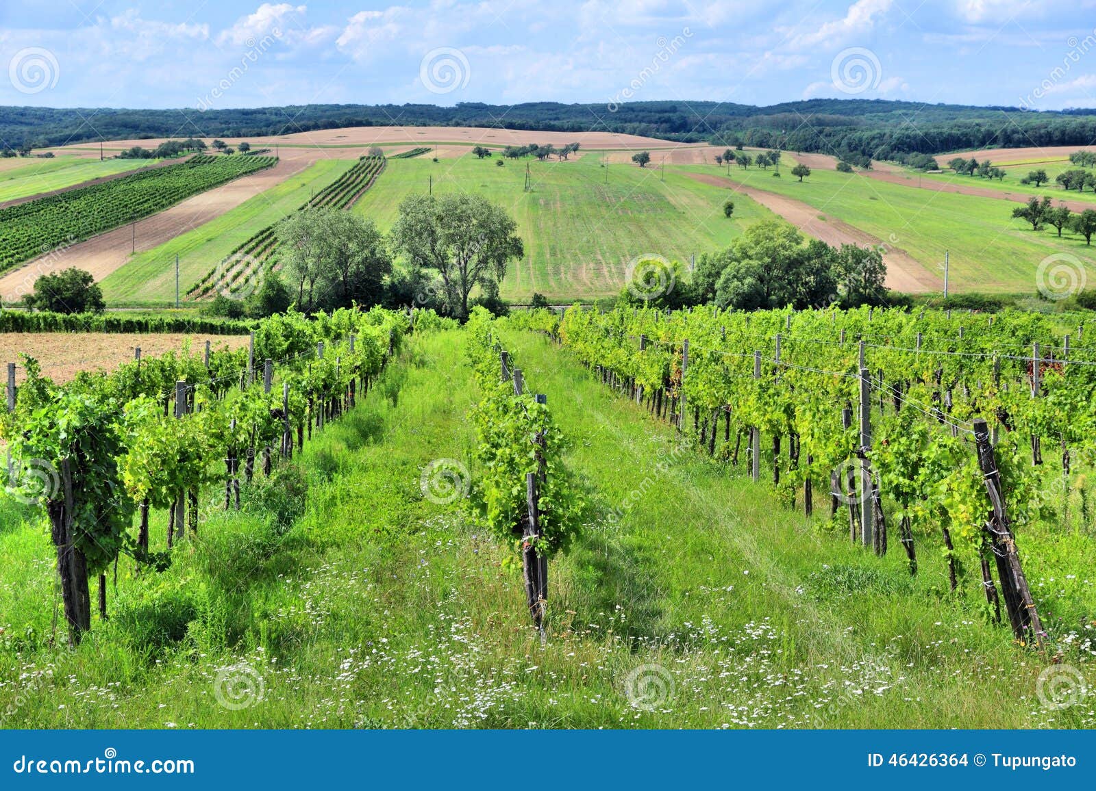 Landbouw in Europa stock foto. Image of reis, wijnmakerij - 46426364