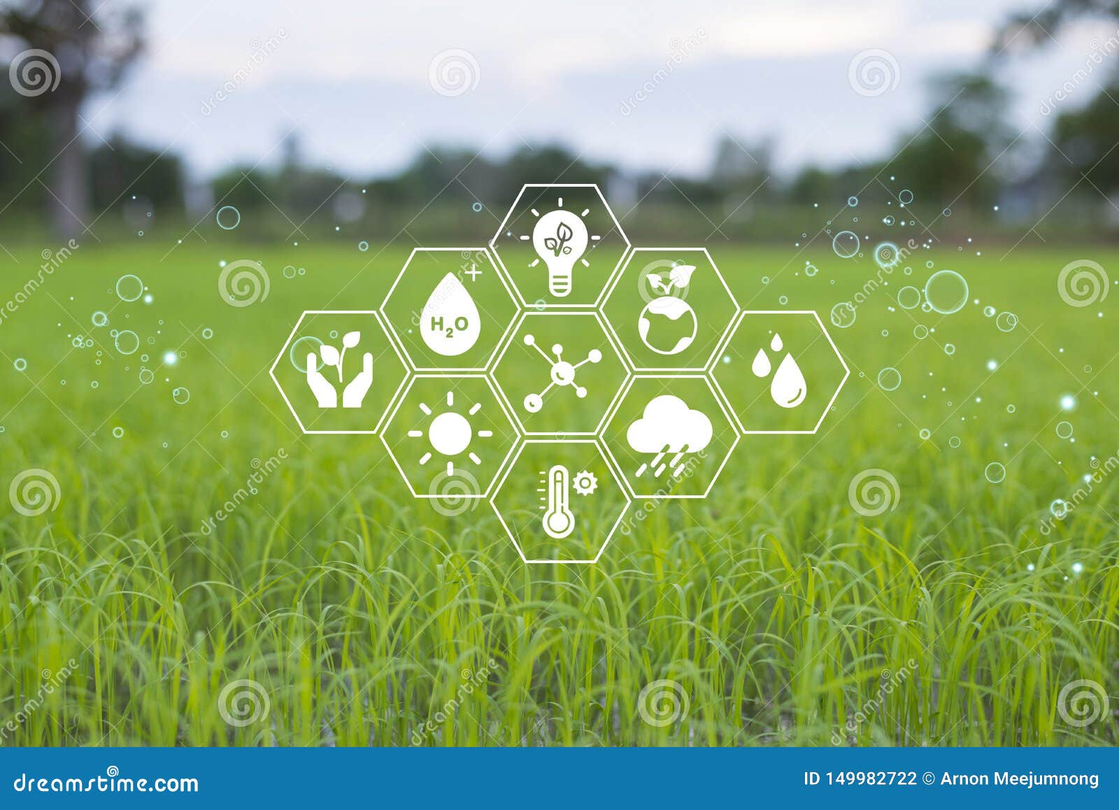 Landbouw Van Ecologie, Het Groene Gebied Van Rijstzaailingen Stock Foto ... Landbouw Van Ecologie, Het Groene Gebied Van Rijstzaailingen Stock Foto ...