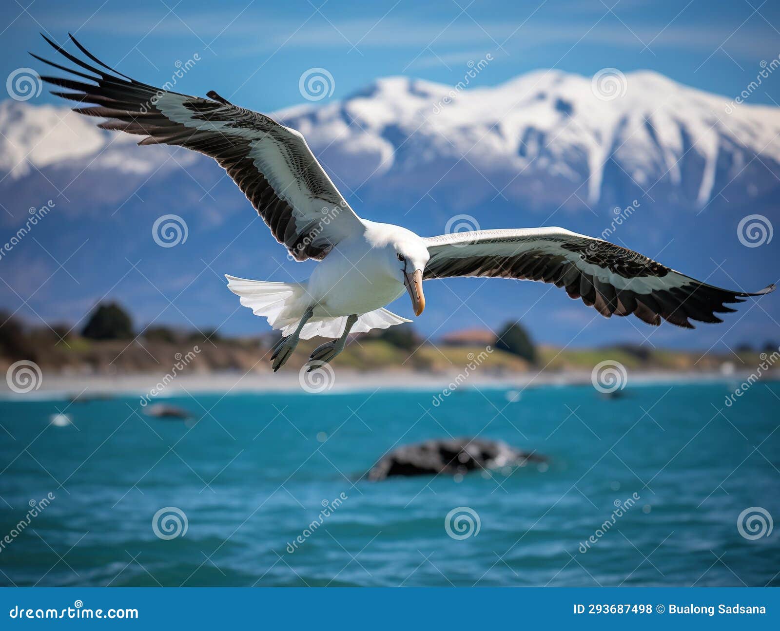 Ai Generated Illustration Wildlife Concept of Landing Albatross- Side ...