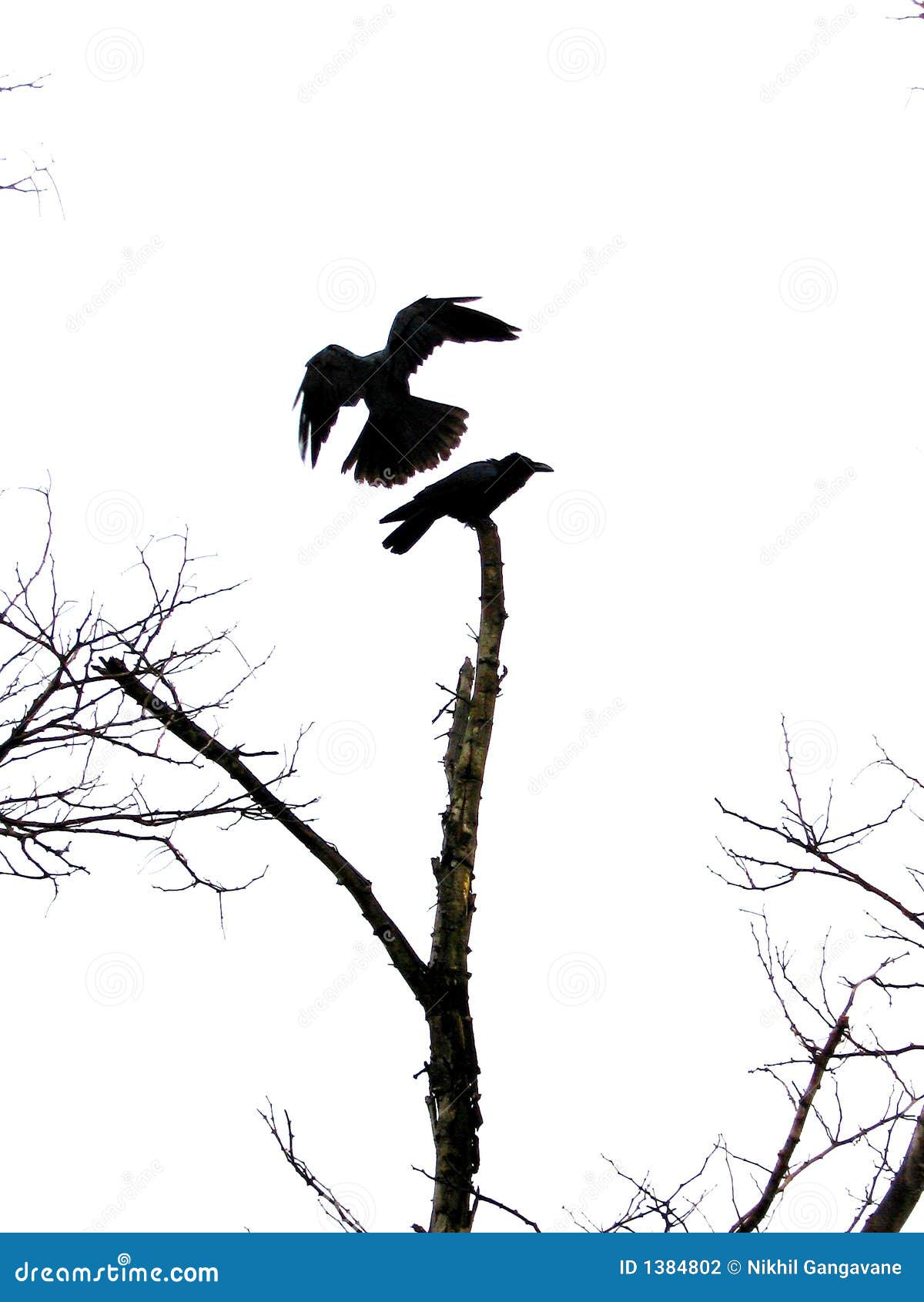 Landing bird stock photo. Image of pattern, branch, clear - 1384802