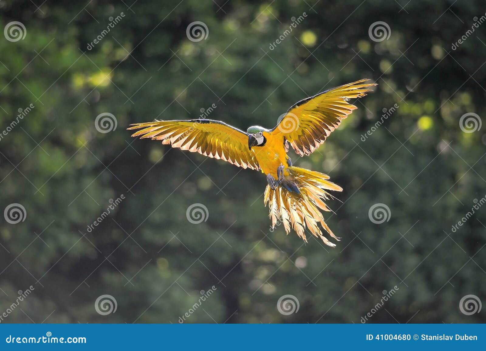 140 Macaw Landing Photos - Free & Royalty-Free Stock Photos from Dreamstime