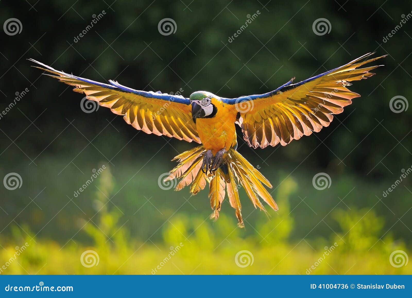 Landing Blue-and-yellow Macaw - Ara Ararauna in Backlight Stock Photo ...