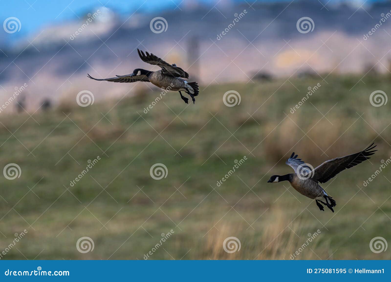 Landing Cackling Geese stock image. Image of billed - 275081595 Landing Cackling Geese stock image. Image of billed - 275081595