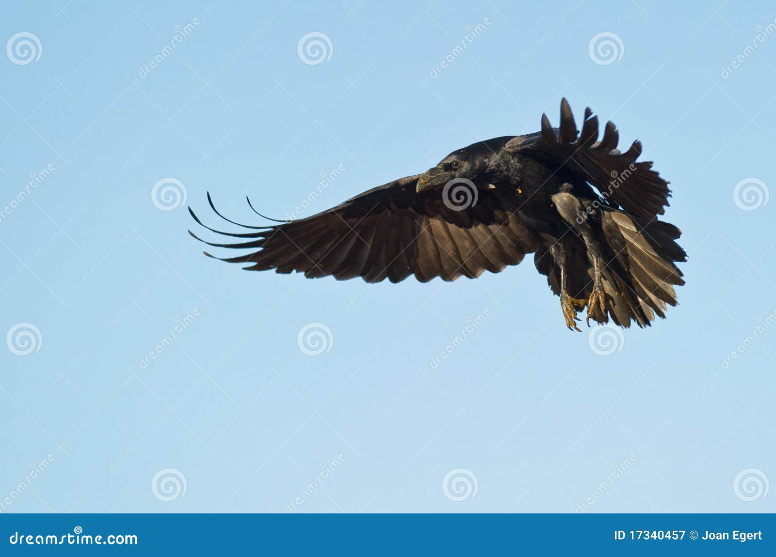 A landing Common Raven stock image. Image of alone, controlling - 17340457