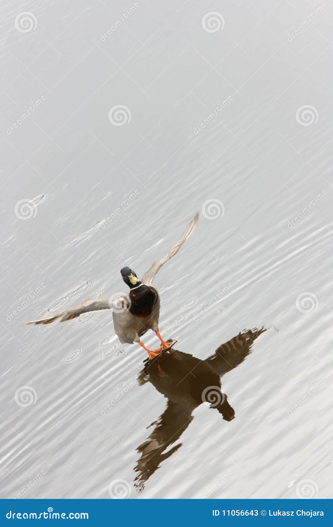 Landing duck stock image. Image of duck, nature, wide - 11056643