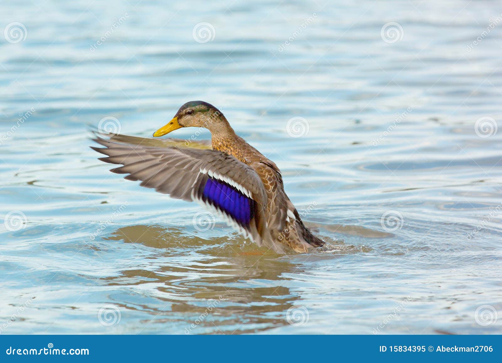 Landing duck stock image. Image of flapping, feather - 15834395
