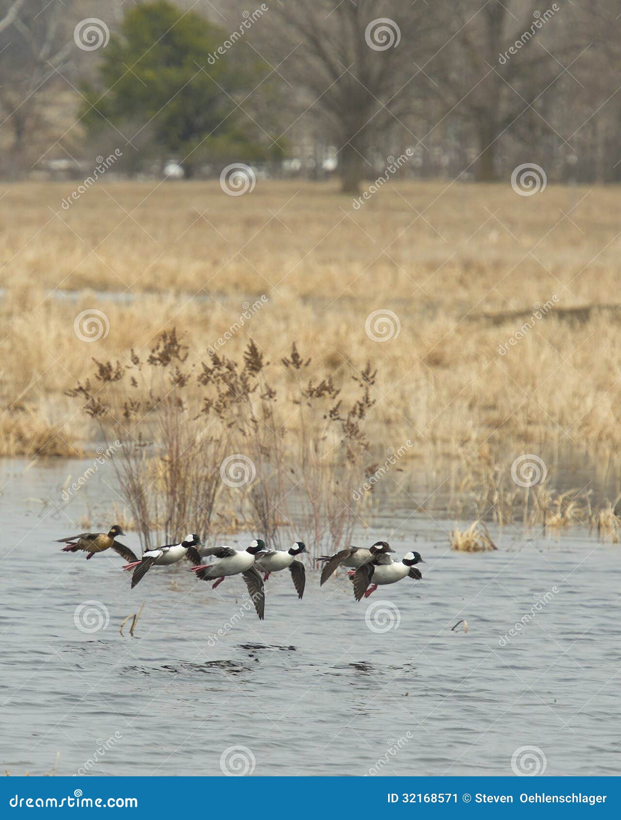 Landing Ducks stock image. Image of flight, landing, flying - 32168571