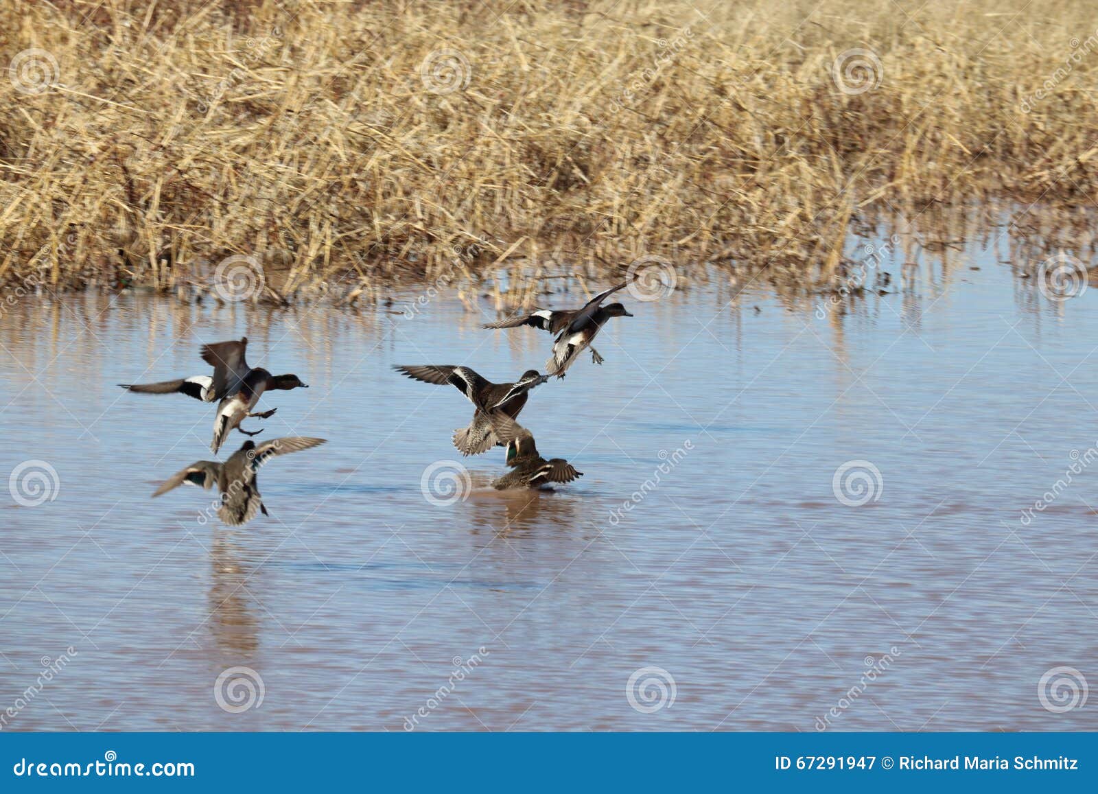 Landing ducks stock image. Image of desert, habitat, gras - 67291947