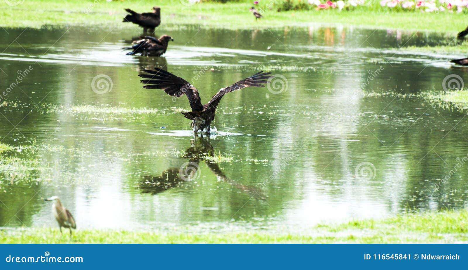 A Hawk is Landing in the Water Stock Image - Image of aviary, wildlife ...