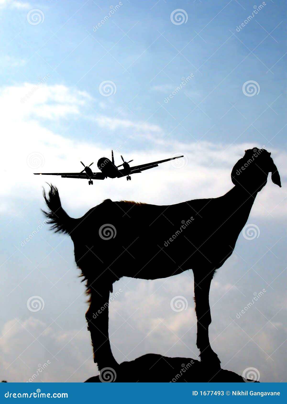 Landing Goat stock image. Image of height, grown, ears - 1677493