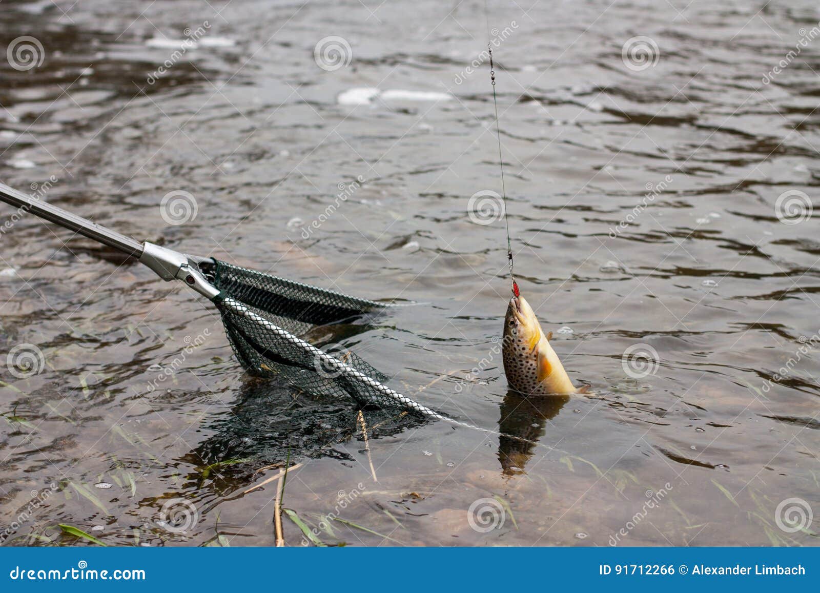 Landing Net with Brown Trout Fish Stock Photo - Image of river, landing ...