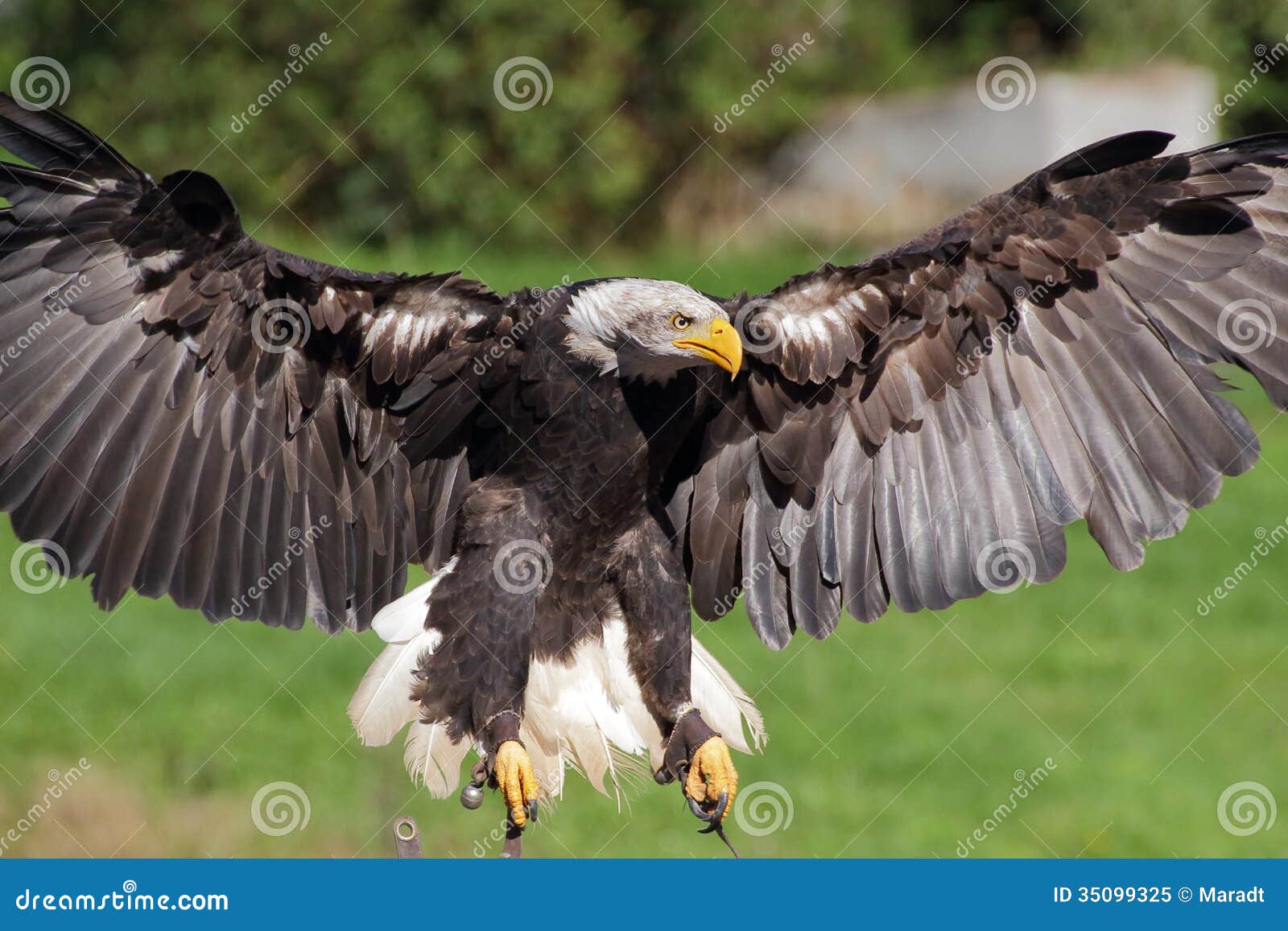 Eagle Landing Front View