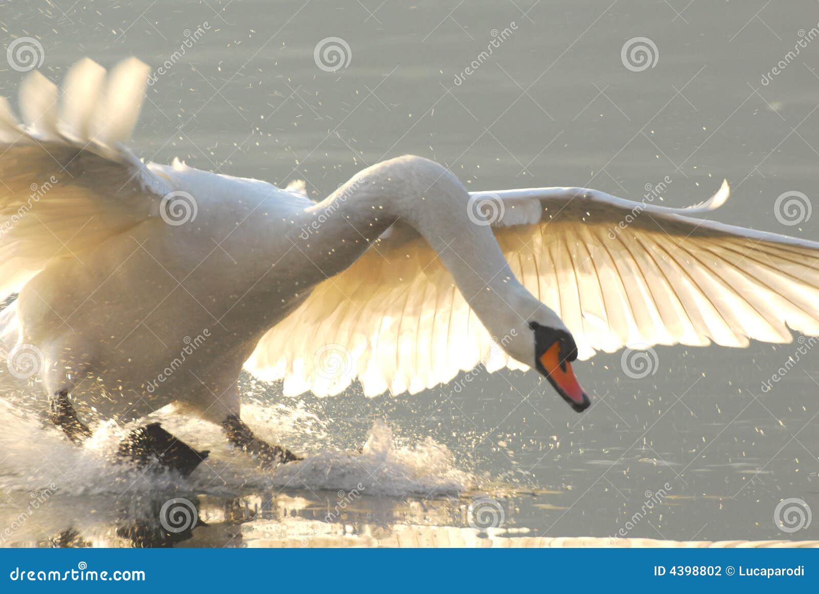 Landing swan stock photo. Image of cigno, lago, lake, light - 4398802