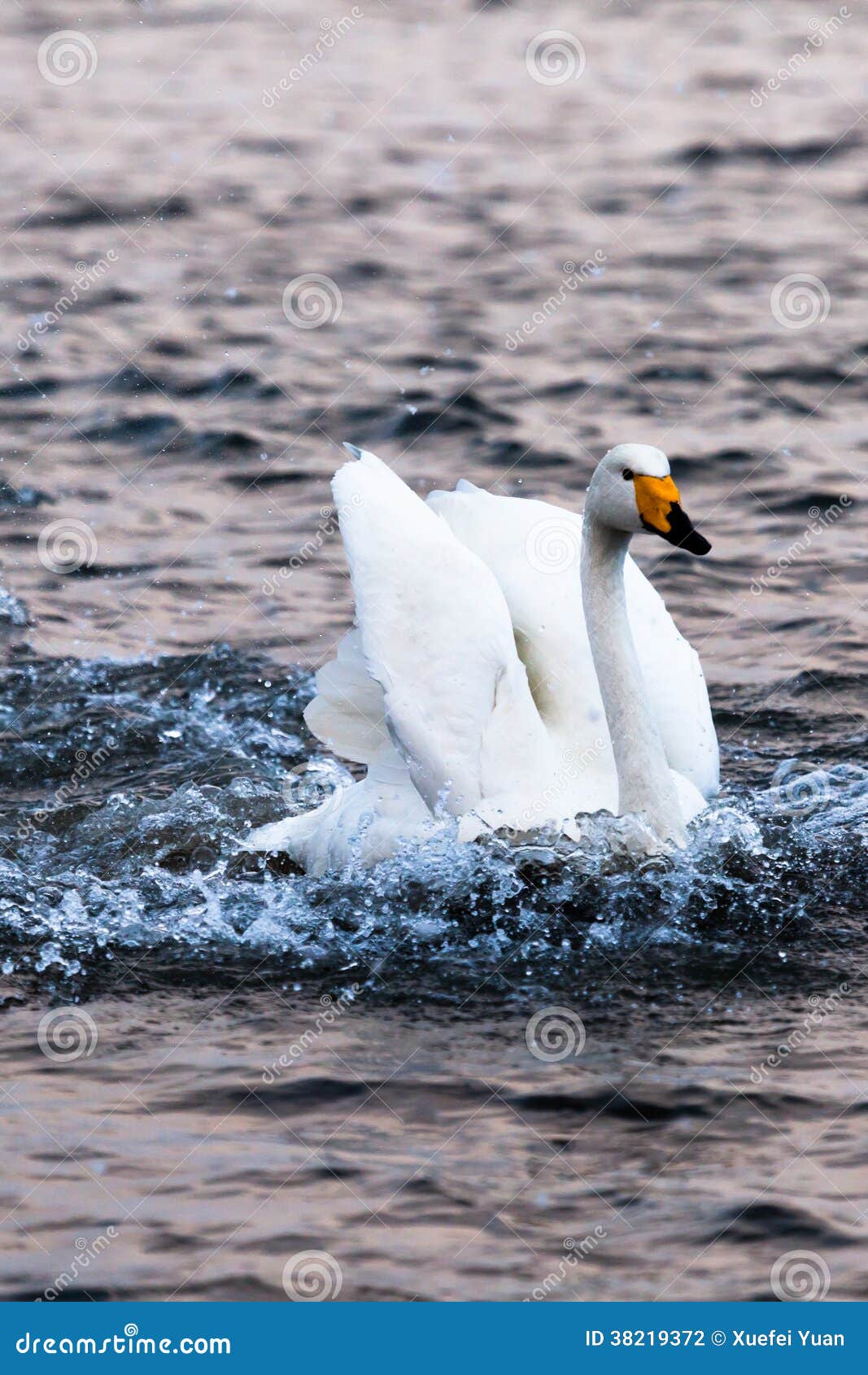 Landing Swan in YanDunJiao Gulf Stock Photo - Image of light, white ...