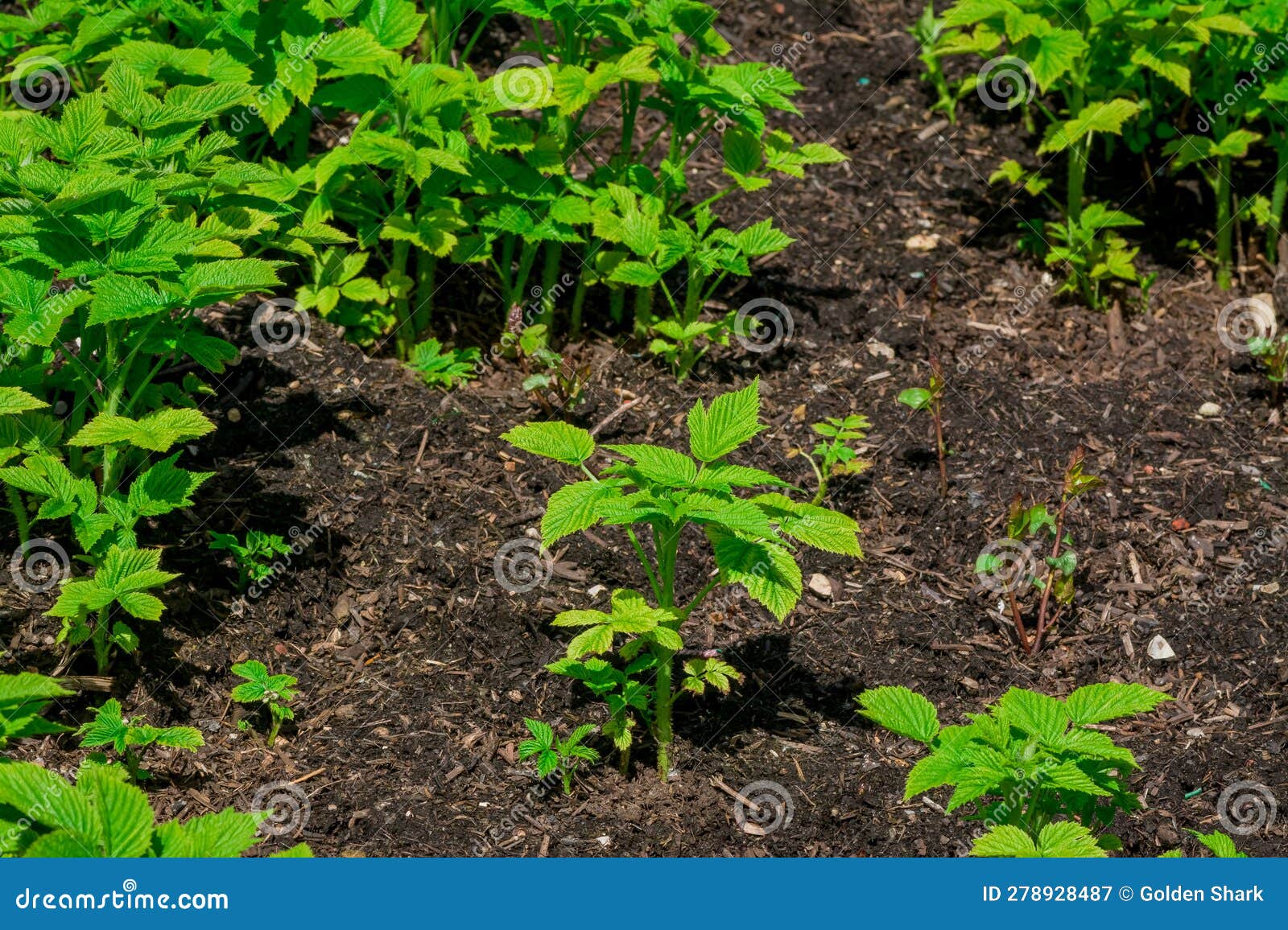 Landing a Young Raspberry Plant in Garden Stock Image - Image of field ...