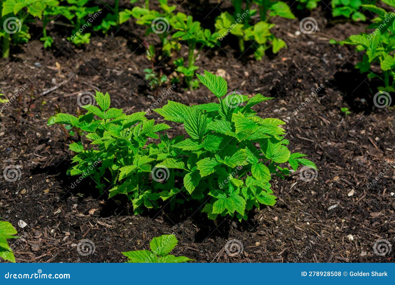 Landing a Young Raspberry Plant in Garden Stock Photo - Image of health ...